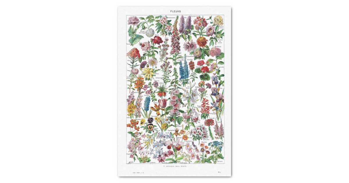 French Dictionary Plate Print-No.22137-Flowers/Fle Tissue Paper | Zazzle