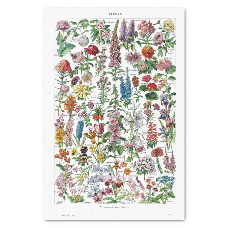 French Dictionary Plate Print-No.22137-Flowers/Fle Tissue Paper | Zazzle