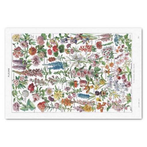 French Dictionary Plate Print-No.22137-Flowers/Fle Tissue Paper | Zazzle