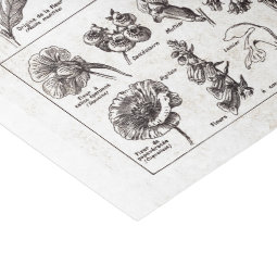 French Dictionary Plate Print-No.22138-Flowers/Fle Tissue Paper | Zazzle