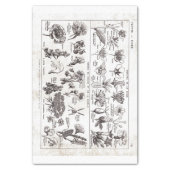 French Dictionary Plate Print-No.22138-Flowers/Fle Tissue Paper | Zazzle