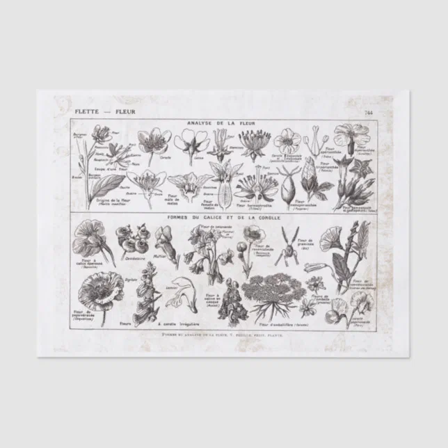 French Dictionary Plate Print-No.22138-Flowers/Fle Tissue Paper | Zazzle