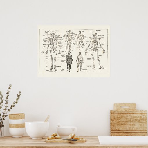 French Skeleton Anatomy Vintage Chart 1800's | Zazzle