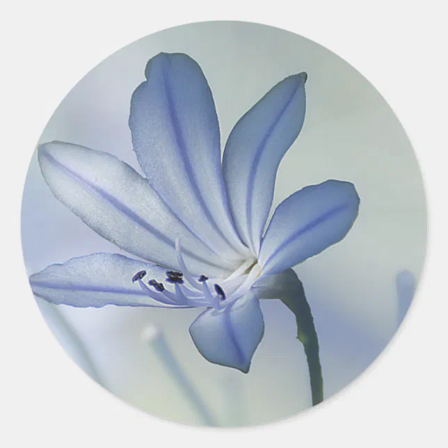 Fresh Blue Flower Photo Classic Round Sticker | Zazzle