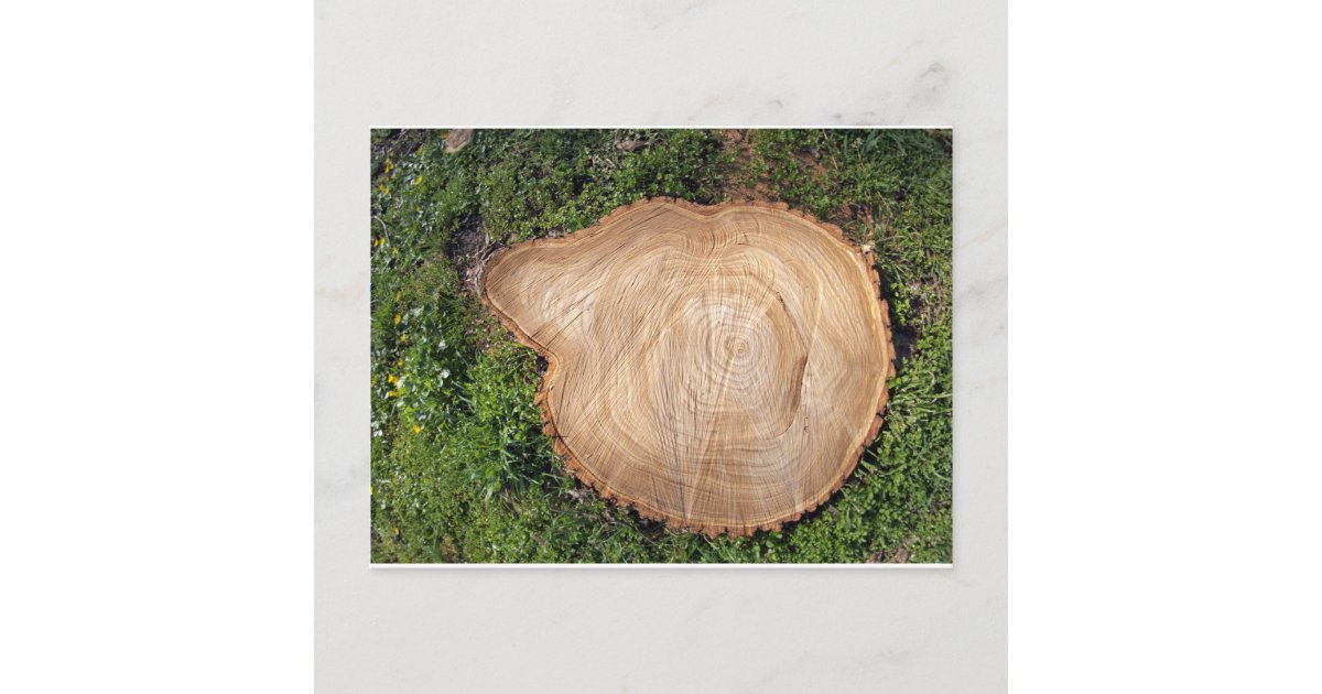 Fresh cut tree stump postcard | Zazzle