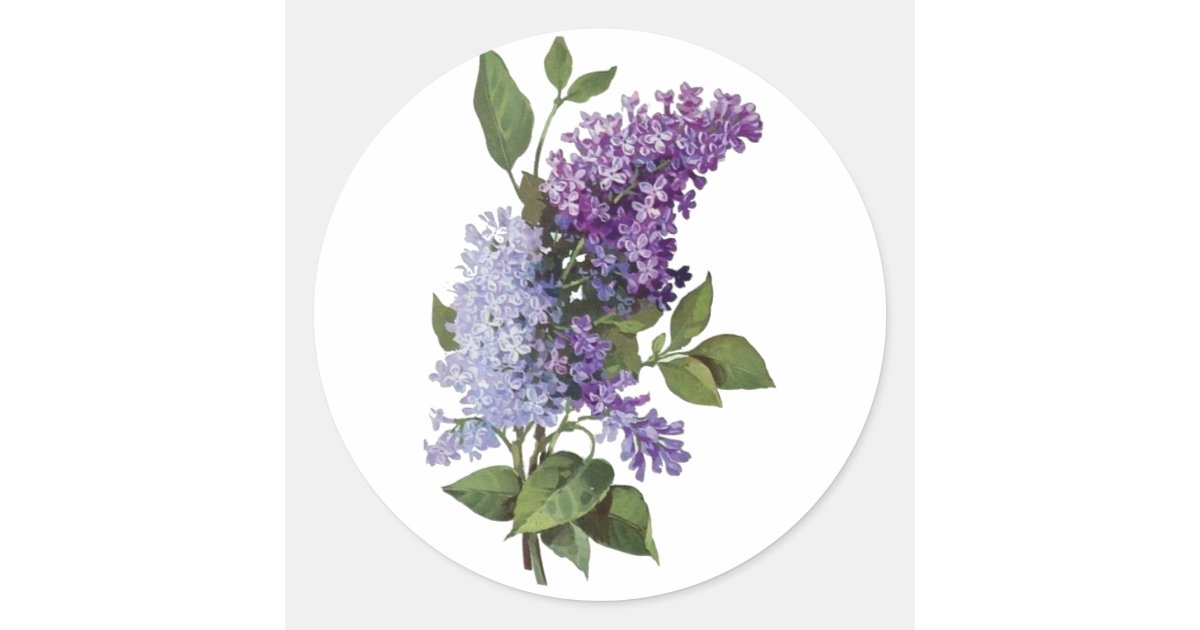Fresh Lilacs Classic Round Sticker | Zazzle