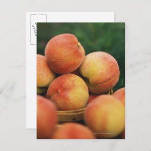 Fresh peaches postcard | Zazzle