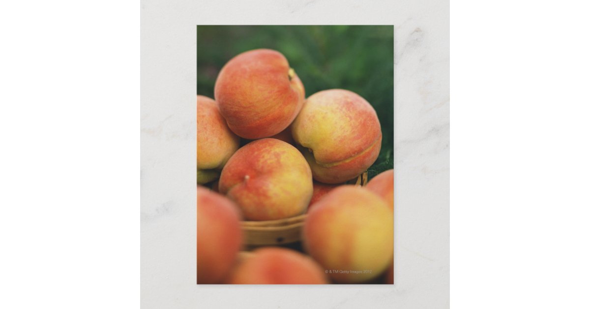 Fresh peaches postcard | Zazzle