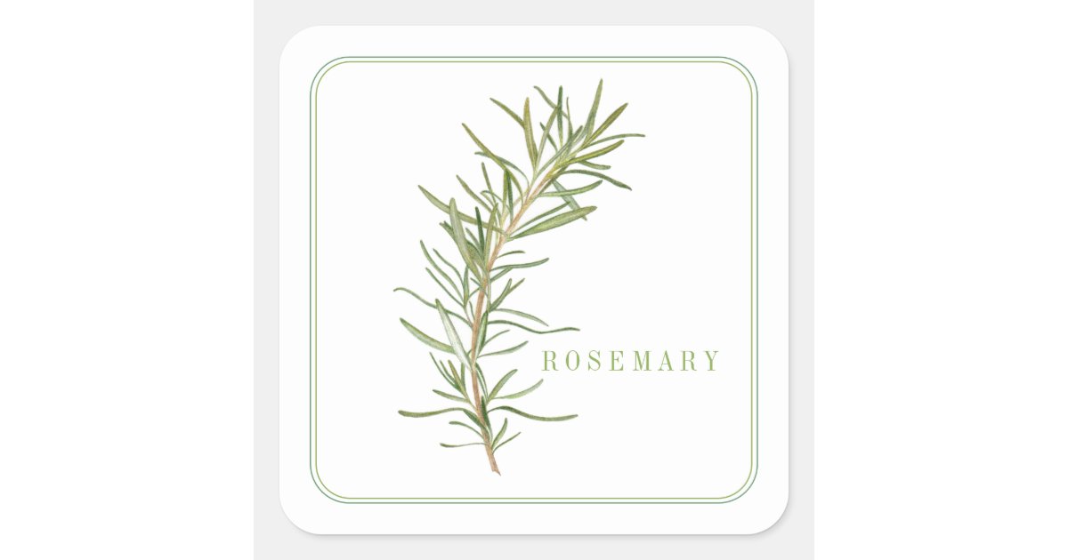 FRESH ROSEMARY Small Square Stickers | Zazzle