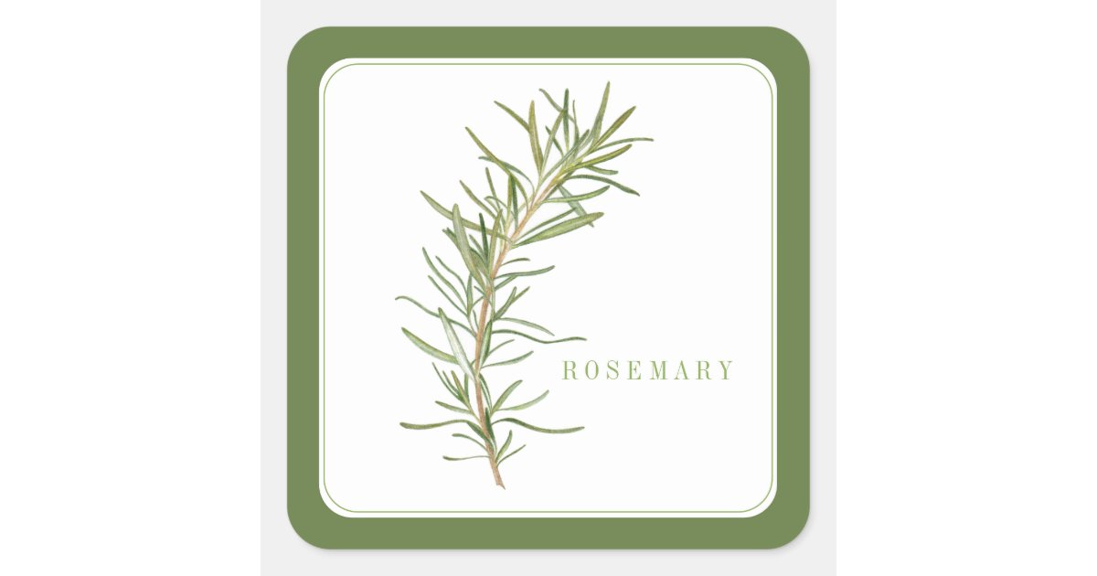 FRESH ROSEMARY Small Square Stickers - Green | Zazzle
