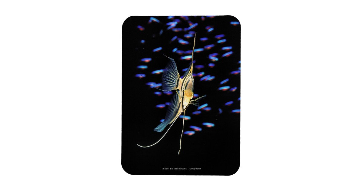 Freshwater Angelfish + Cardinal Tetras Magnet | Zazzle