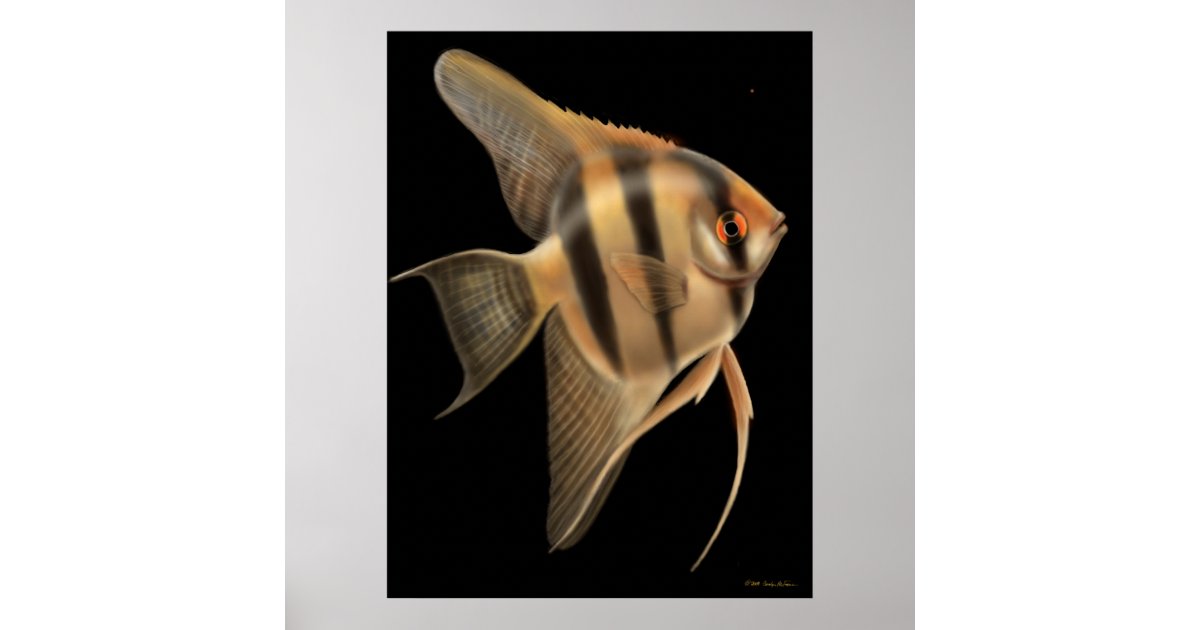 Freshwater Angelfish Poster | Zazzle