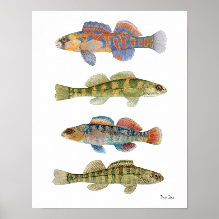 Freshwater Darters Art Poster | Zazzle.com