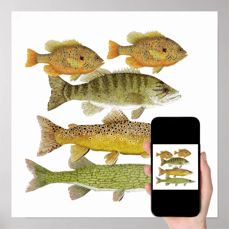 Freshwater Fish Art Poster | Zazzle