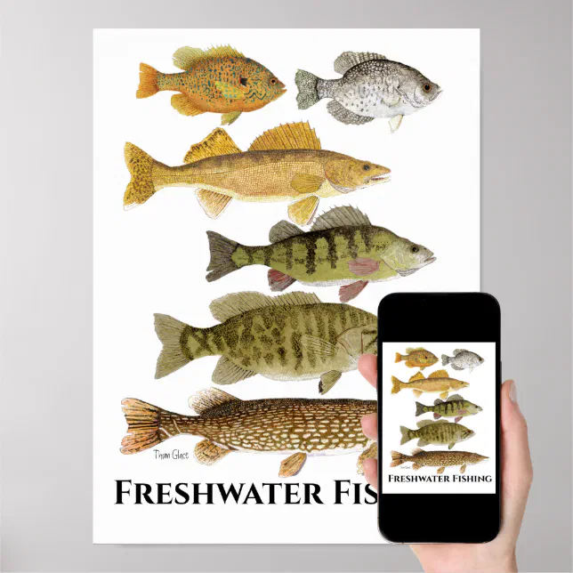 Freshwater Fish Art Poster | Zazzle