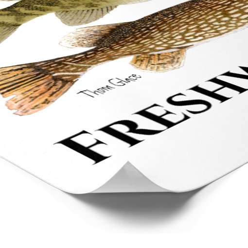 Freshwater Fish Art Poster | Zazzle