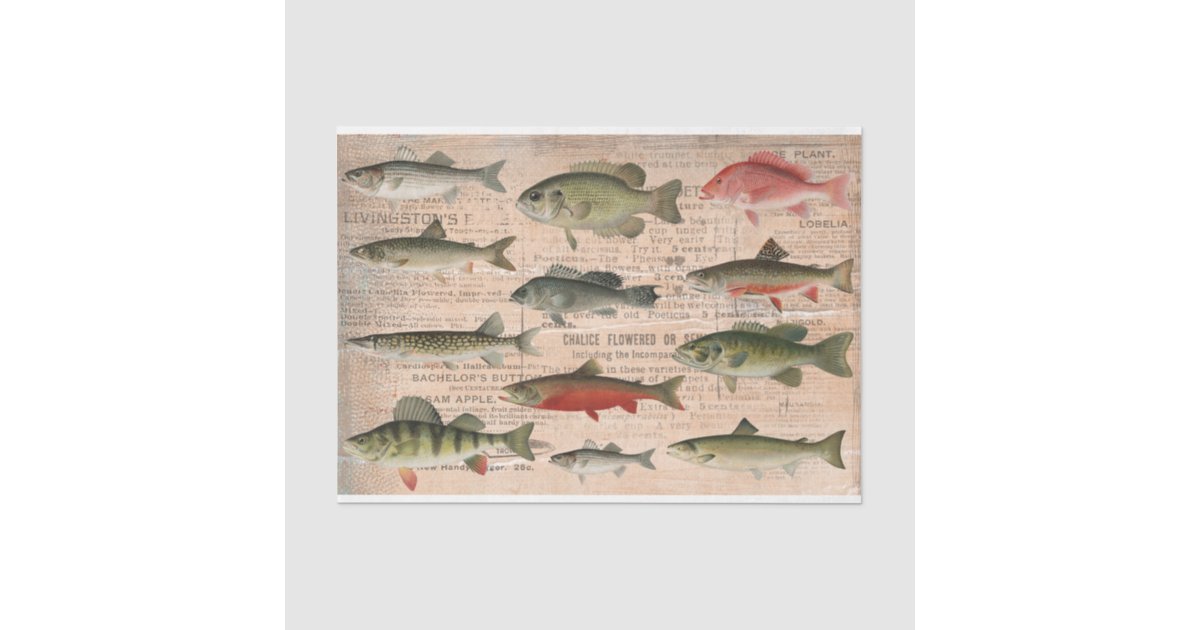 Freshwater Fish of North America Decoupage Tissue Paper | Zazzle