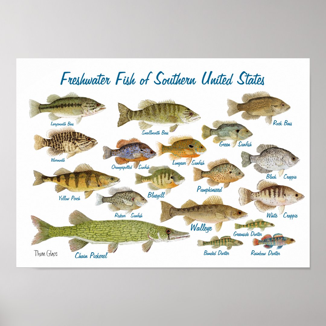 Freshwater Fish of Southern United States Poster | Zazzle