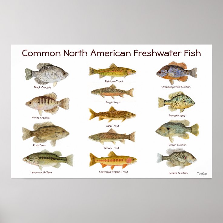 Freshwater Fish Poster | Zazzle
