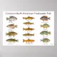 Freshwater Fish Poster | Zazzle