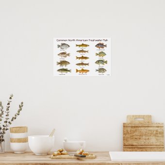 Freshwater Fish Poster | Zazzle