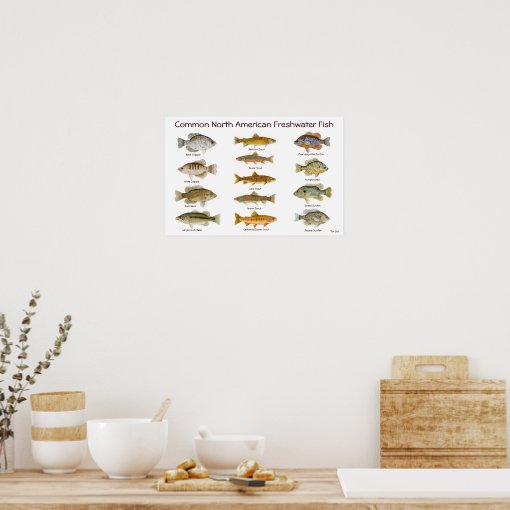 Freshwater Fish Poster | Zazzle