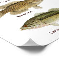 Freshwater Fish Poster | Zazzle