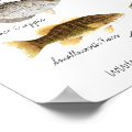 Freshwater Fish Poster | Zazzle
