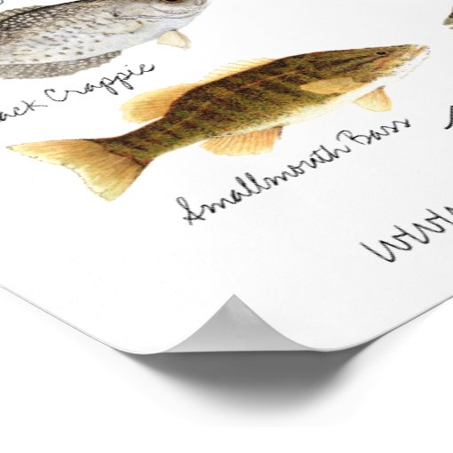 Freshwater Fish Poster | Zazzle