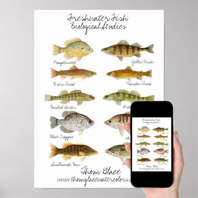 Freshwater Fish Poster | Zazzle