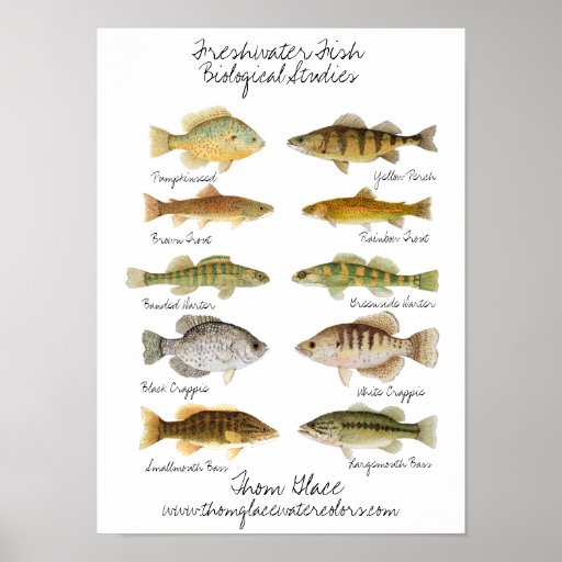 Freshwater Fish Poster | Zazzle
