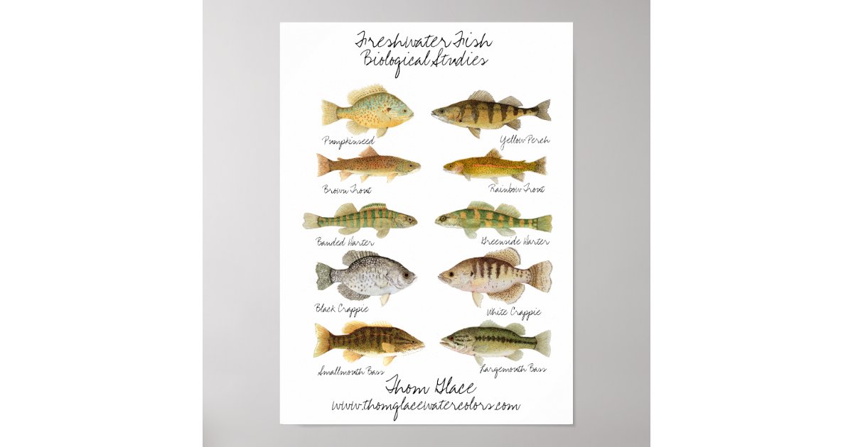 Freshwater Fish Poster | Zazzle