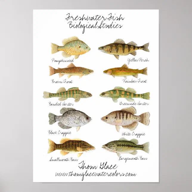 Freshwater Fish Poster | Zazzle