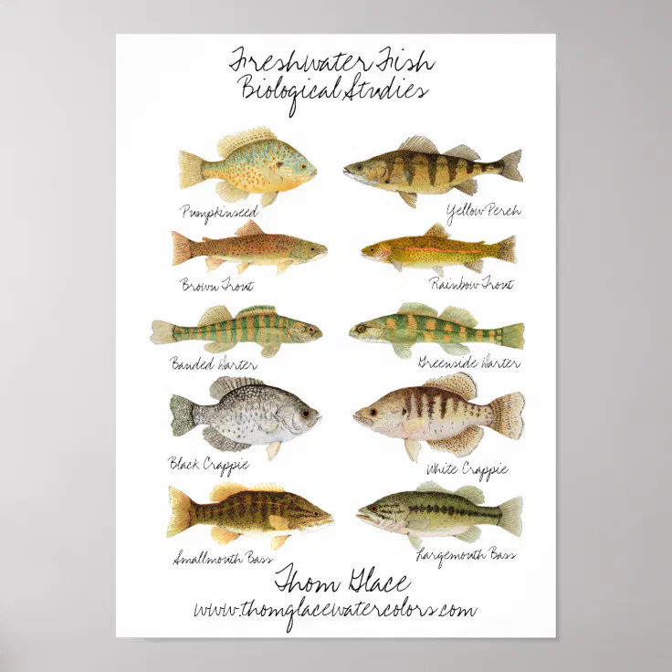 Freshwater Fish Poster | Zazzle