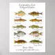 Freshwater Fish Poster | Zazzle