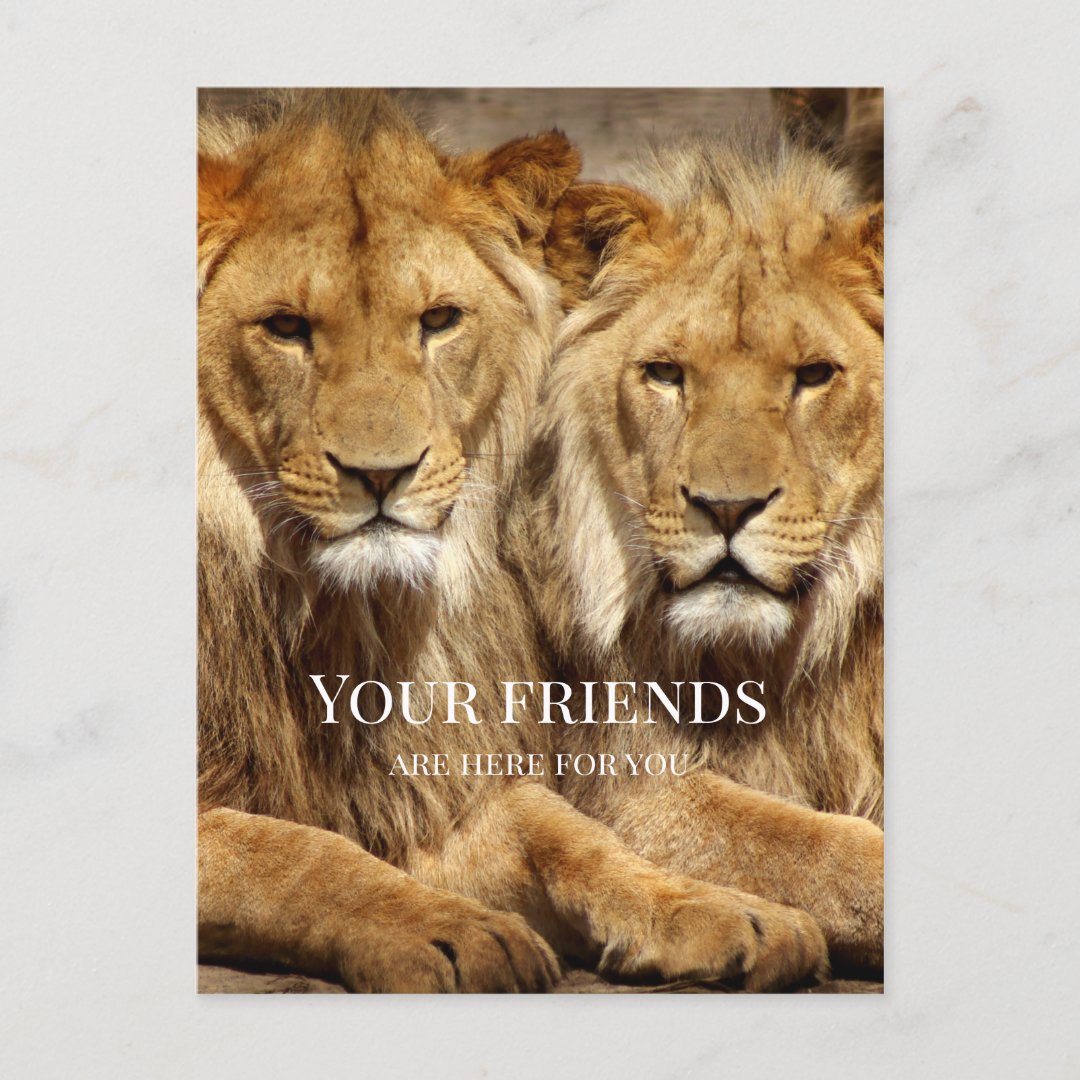 Friendship Lions Get Well Soon Postcard | Zazzle