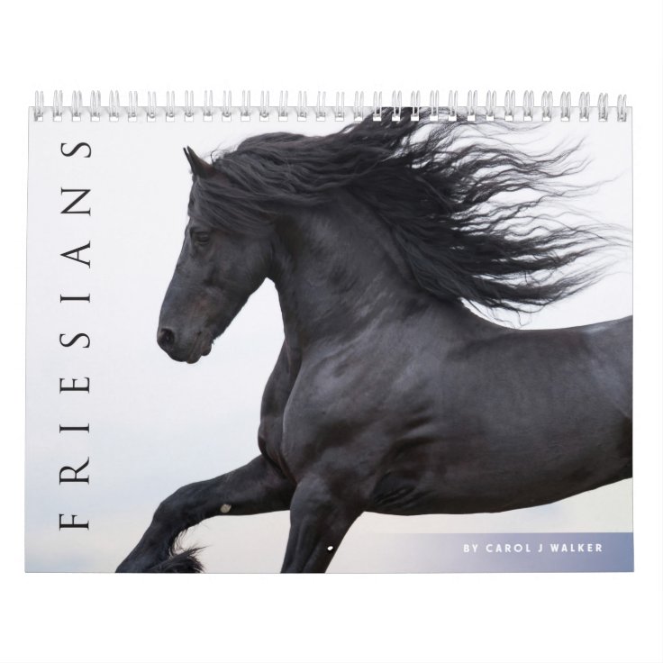 Friesian Horses Calendar | Zazzle