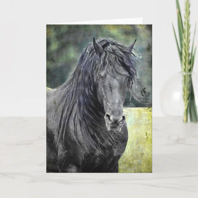 Friesian Stallion Card | Zazzle
