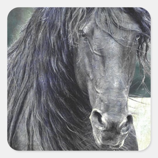 Friesian Stallion Square Sticker | Zazzle.com
