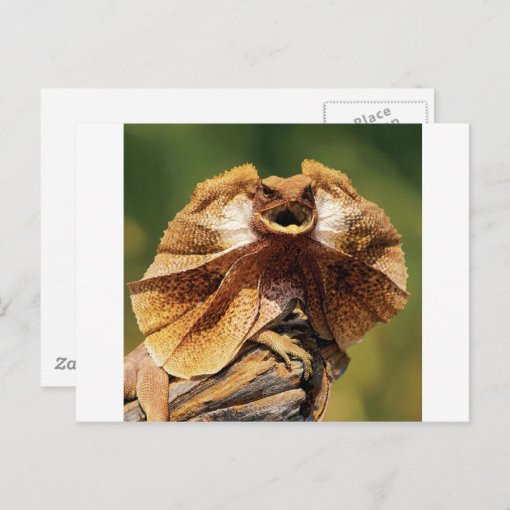 frilled lizard postcard | Zazzle
