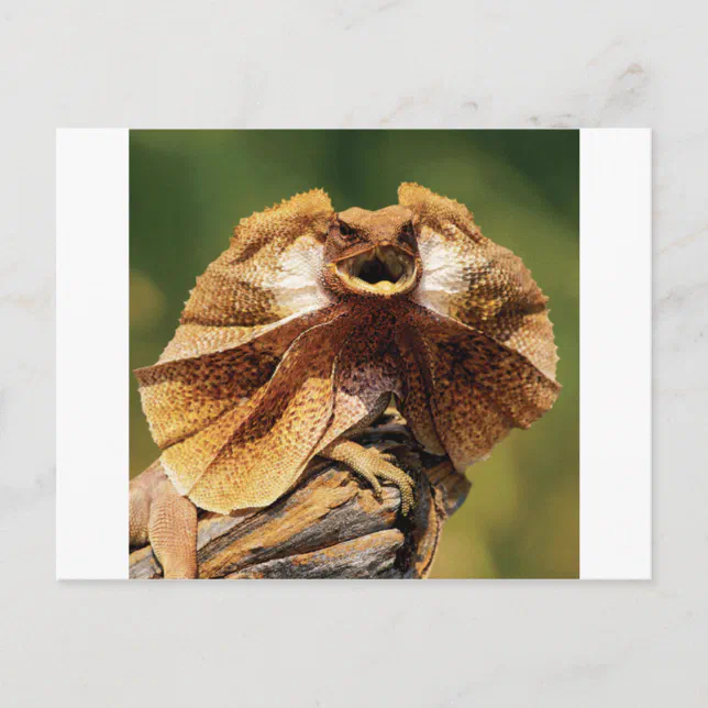 frilled lizard postcard | Zazzle
