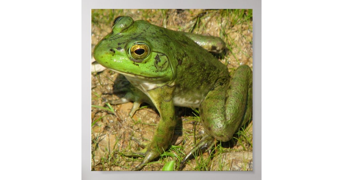 Frog Design Poster Print | Zazzle