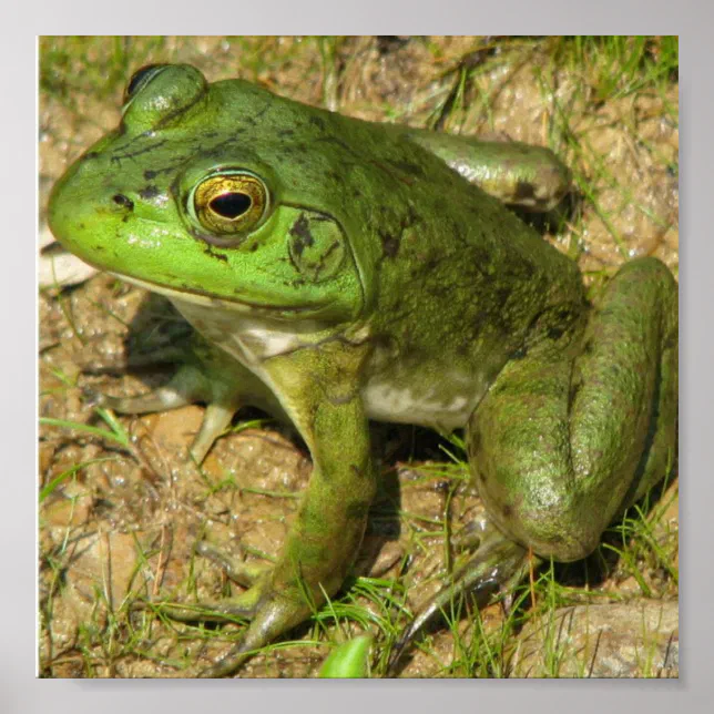 Frog Design Poster Print | Zazzle
