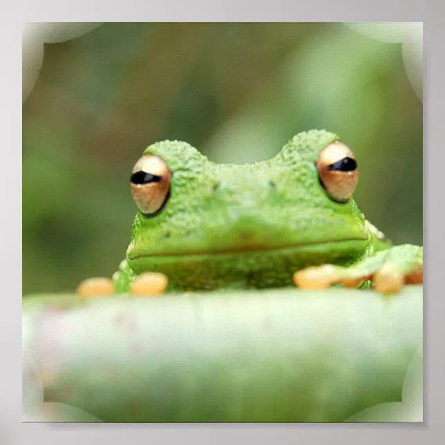 Frog Eyes Poster Print | Zazzle