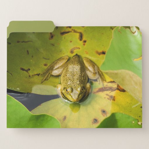 Frog File Folders Set | Zazzle