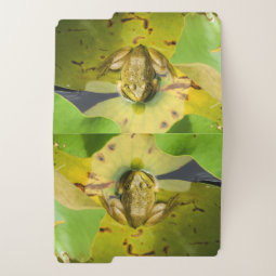 Frog File Folders Set | Zazzle