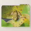 Frog File Folders Set | Zazzle