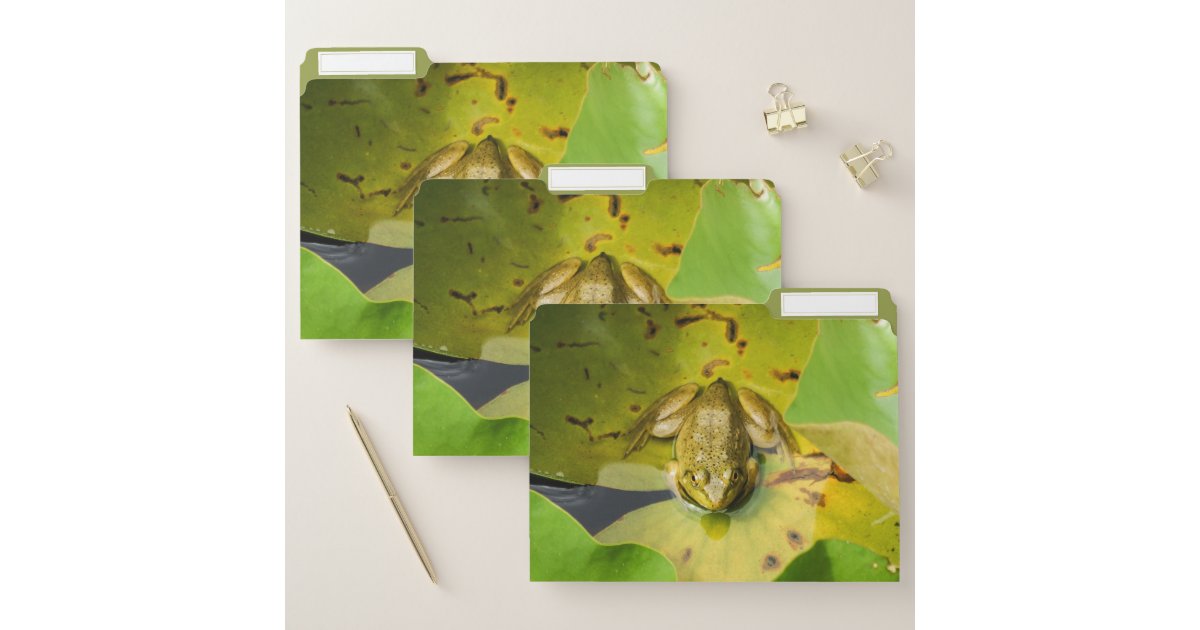 Frog File Folders Set | Zazzle