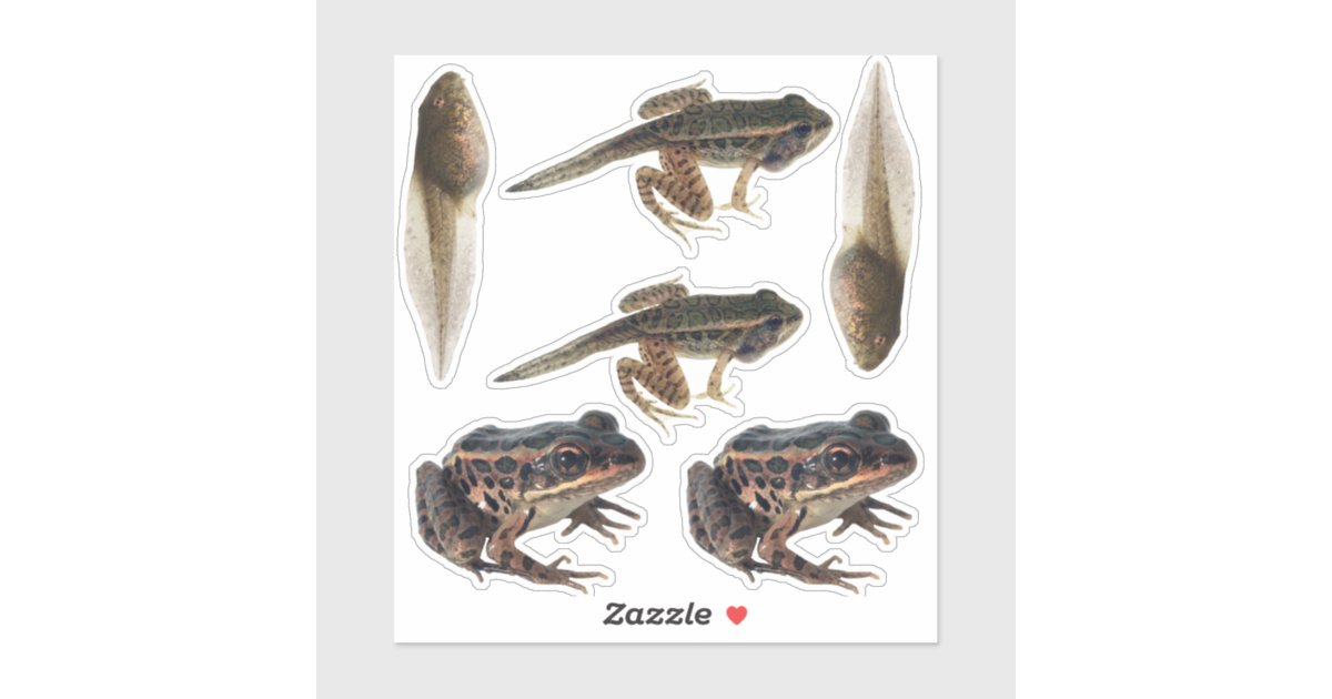 Frog Life Cycle Stickers | Zazzle