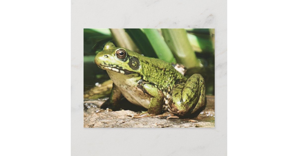 Frog postcard | Zazzle